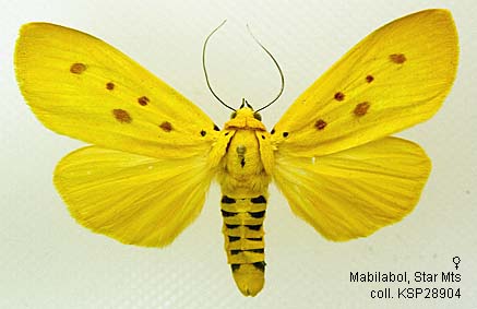 Papua Insects Foundation (Lepidoptera/Erebidae/Aganainae/Agape chloropyga)